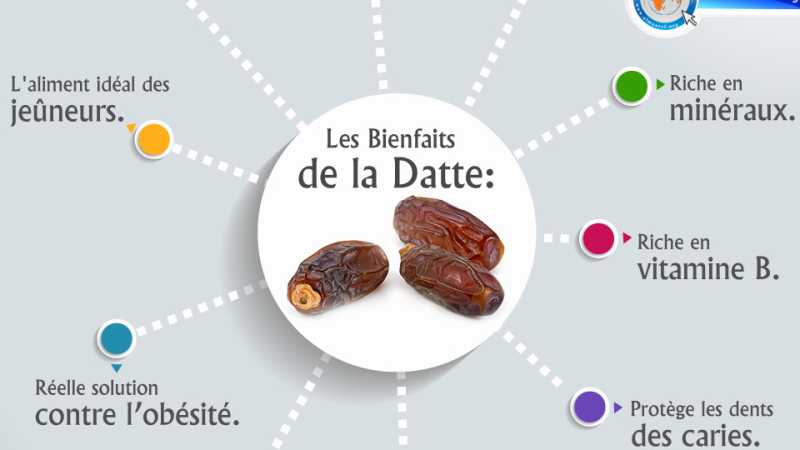 Al-Maaref:: Réseau des connaissances islamiques:: | La Datte et ses ...